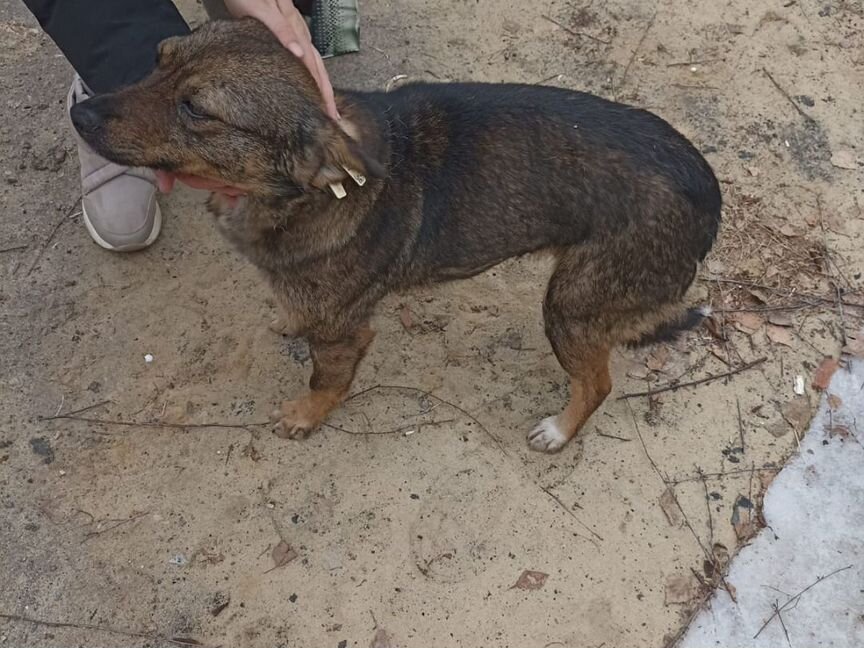 Спасаем Собак с территории сво