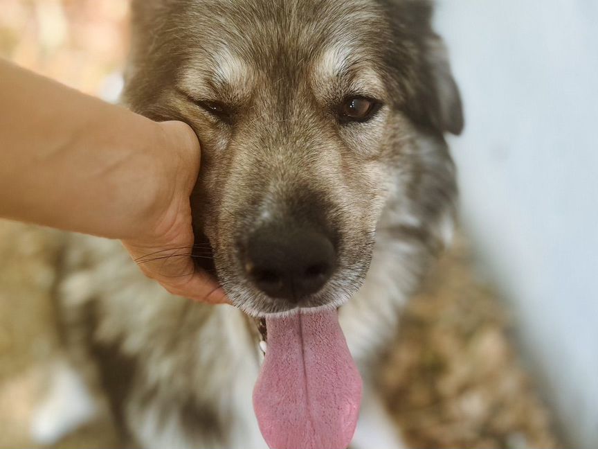 Гранат ищет дом