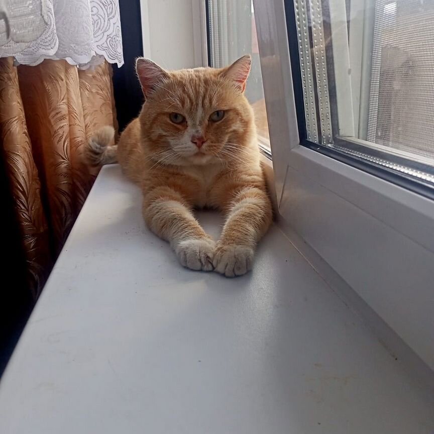 Брошенный котик ищет семью