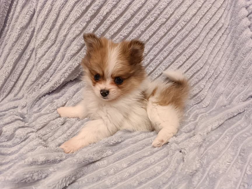 Щенки шпица