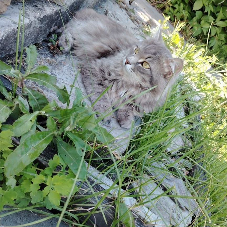 Отдам кота