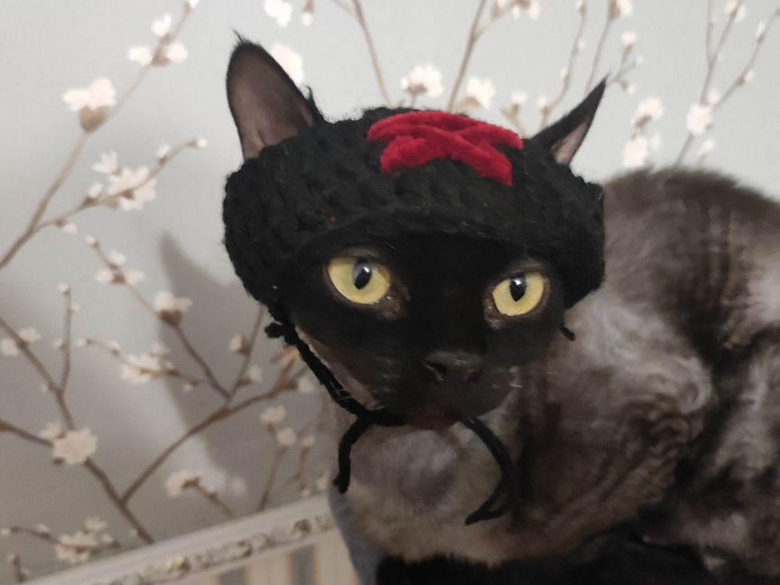 Отдам в добрые руки кошку