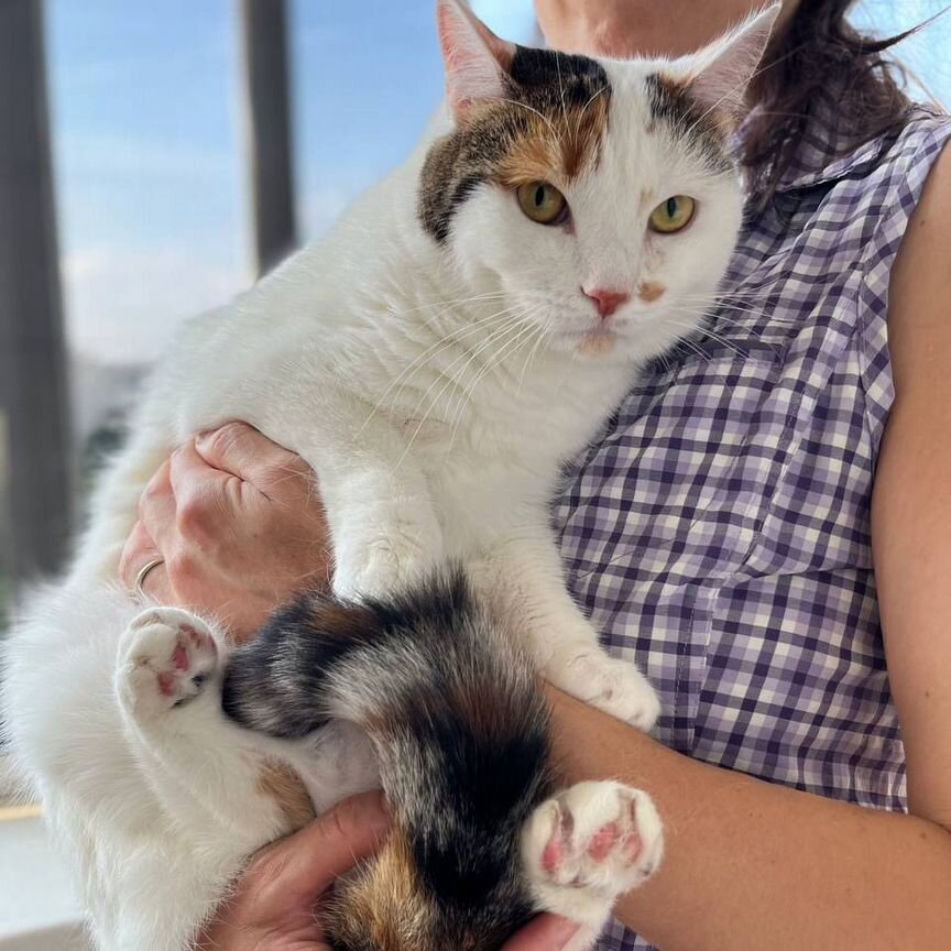 Кошка-лошадка в добрые руки