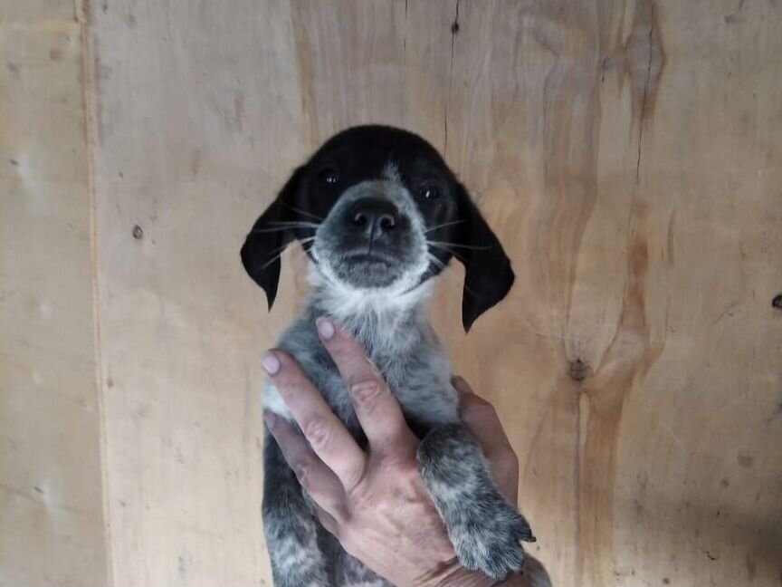 Щенки похожи на Курцхаар