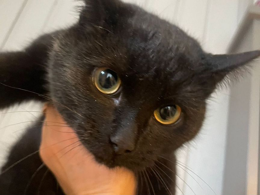 Черненькая кошечка в добрые руки