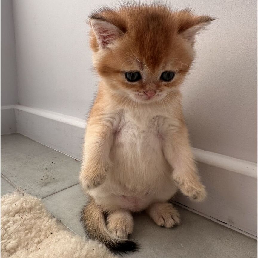 Британский короткошёрстный котёнок