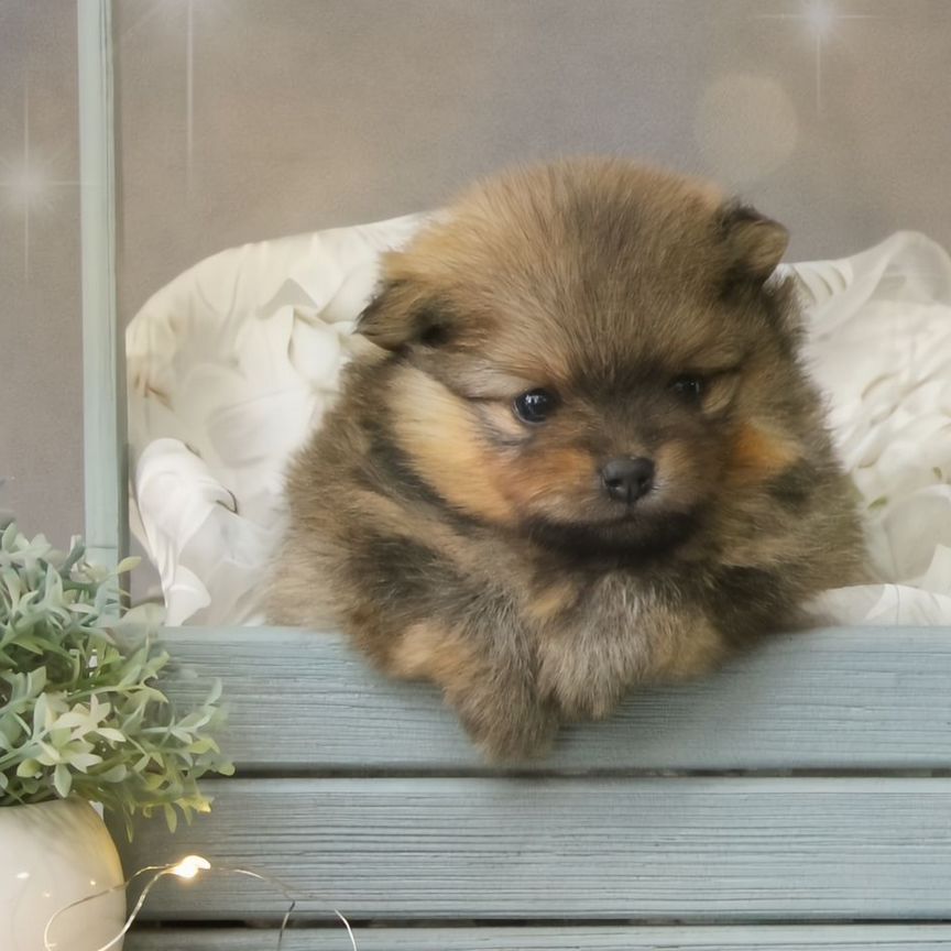Померанский шпиц, щенок
