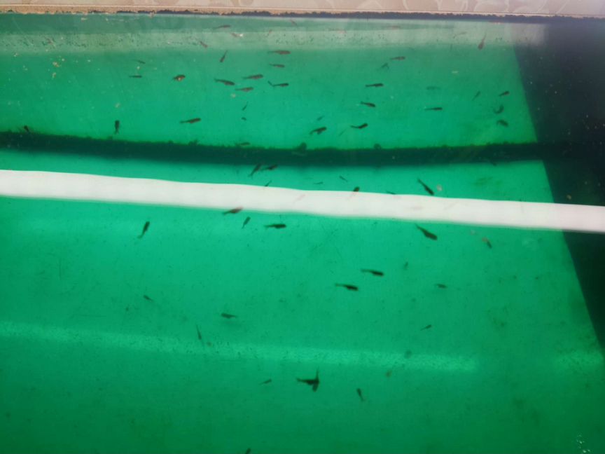 Золотые рыбки(Малек)