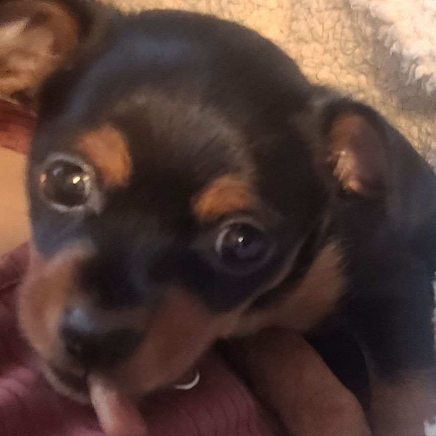 Русский той-терьер, щенок