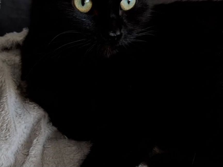 Найдена черная кошка