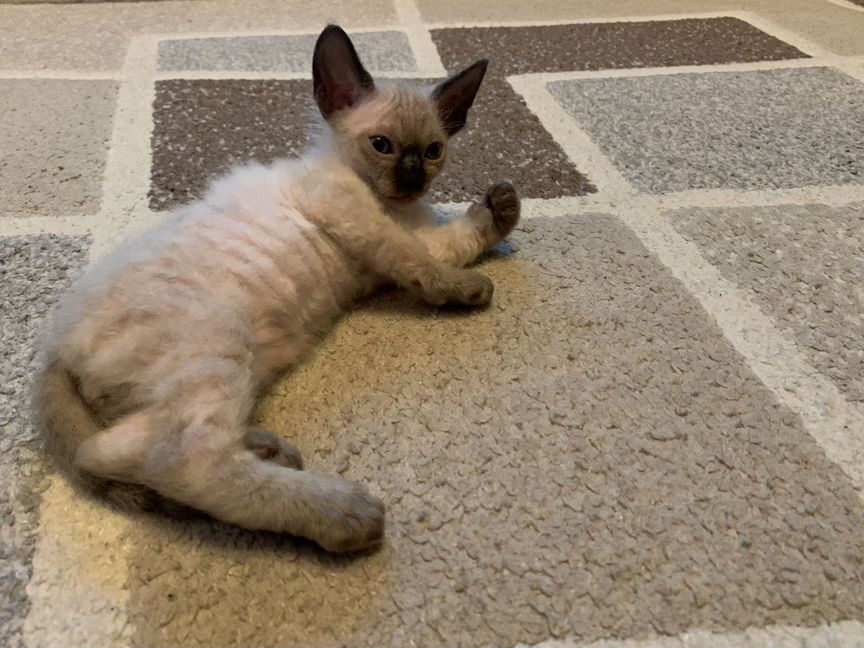 Котик браш