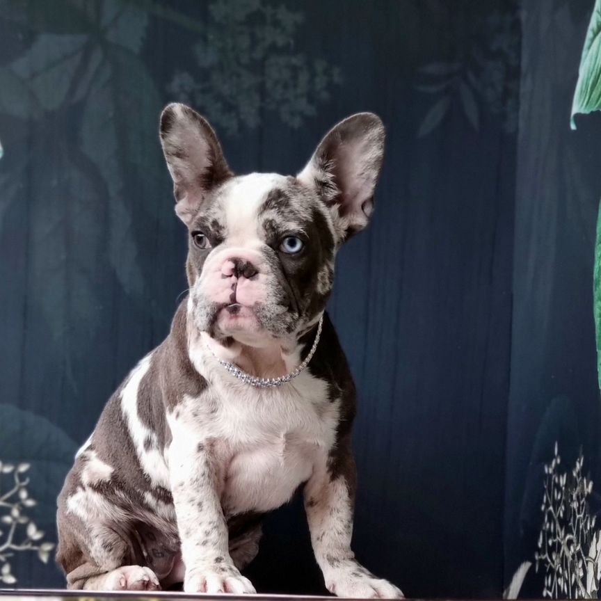 Щенки французского бульдога