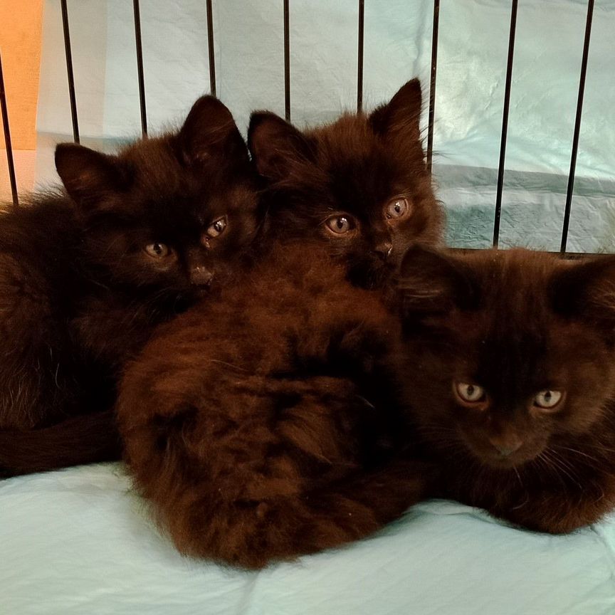 Чёрные пушистые котята котики
