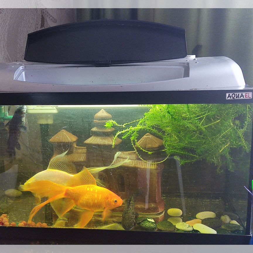 Аквариум с рыбками