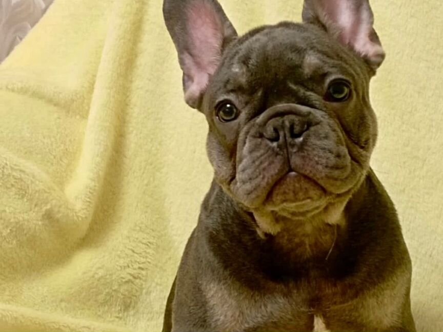 Французский бульдог блю тан