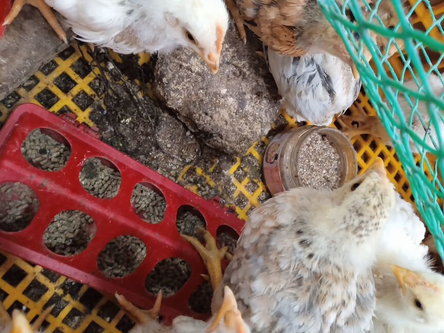 Продажа,цыплят-домашние кур несушек