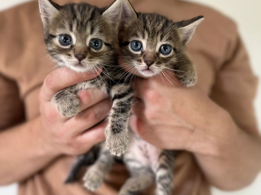 Здоровые, красивые, упитанные котята