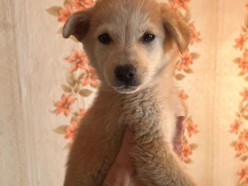 Отдам в добрые руки щенков