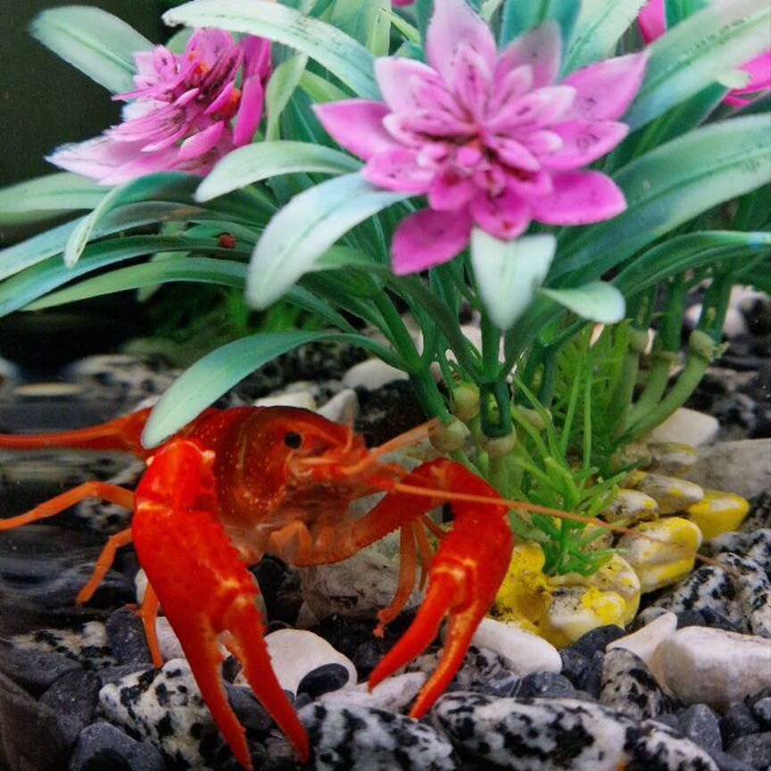 Аквариумные раки
