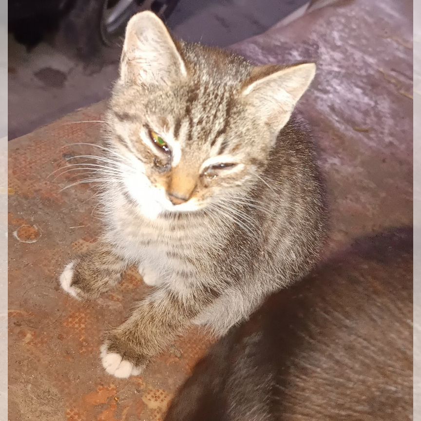 Отдам бесплатно в дорые руки котенка. Мальчик