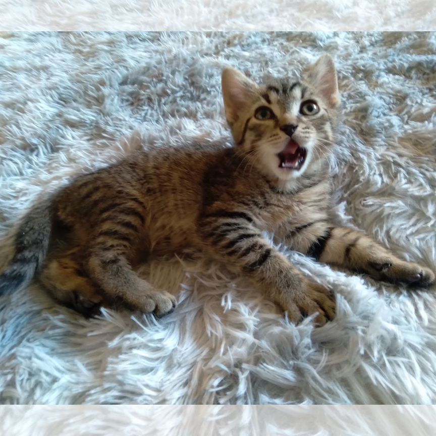 Котёнок-шпротик, 1,5 месяца