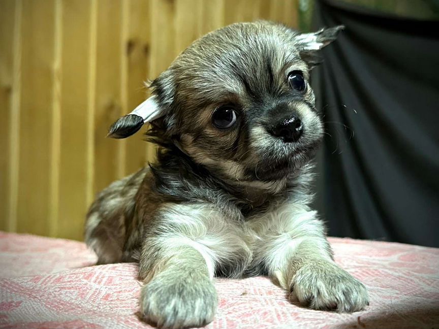 Щенки чихуахуа