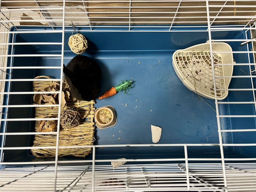 Лоток для кролика (кошки)