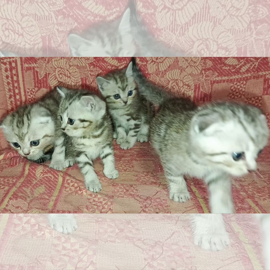 Шотландские котята