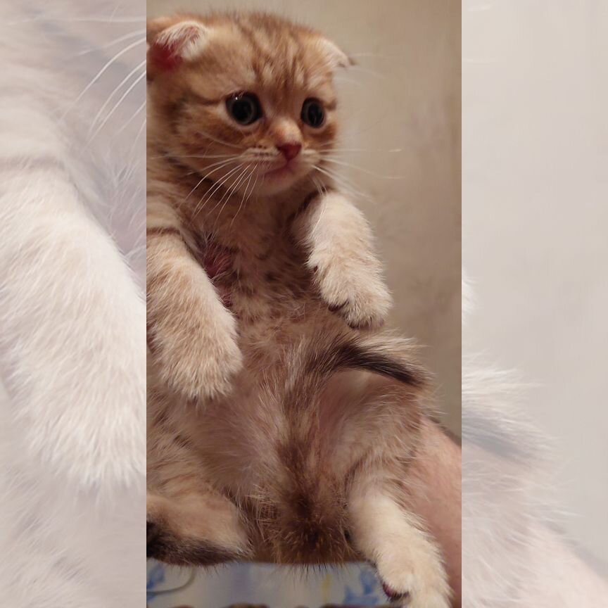 Шотландский вислоухий короткошёрстный котёнок