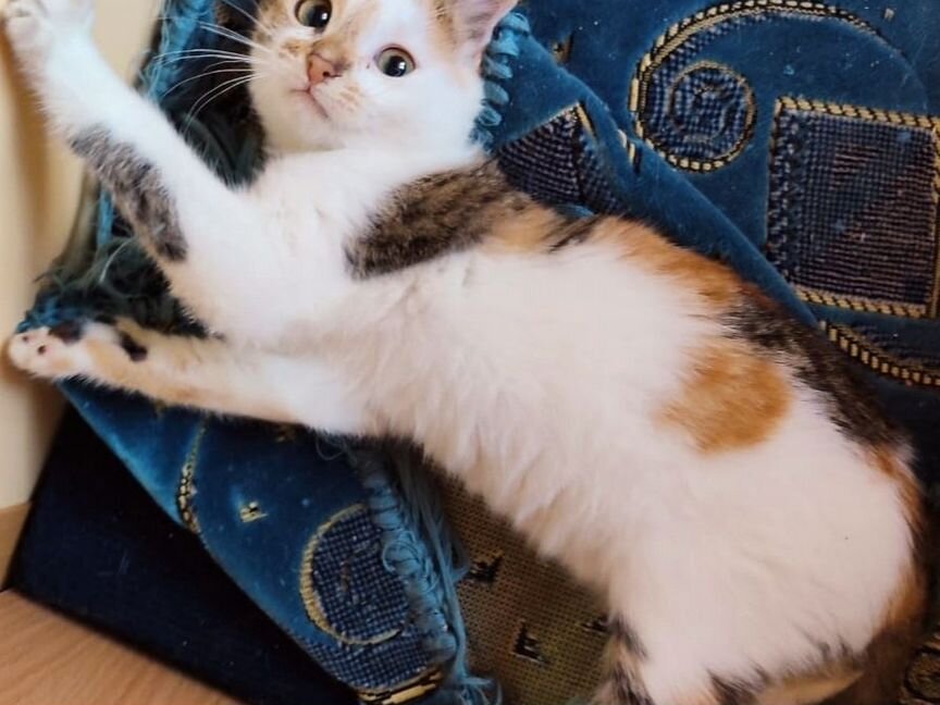 Котёнок с завидным приданным