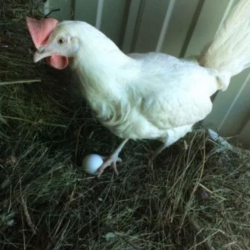 Куры от 50шт. Несушки