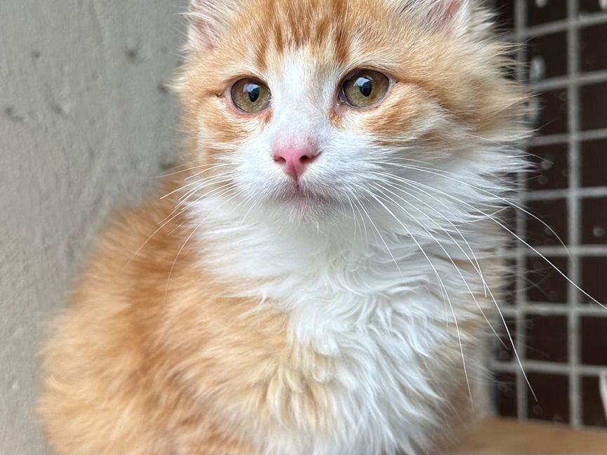 Котенок белый рыжий кот 3, 4 месяца