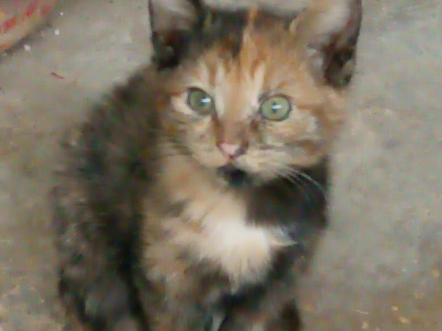 Котёнок Моника