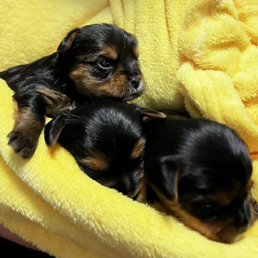 Йоркширский терьер, щенок