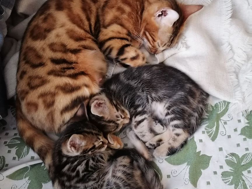 Бенгальские котята