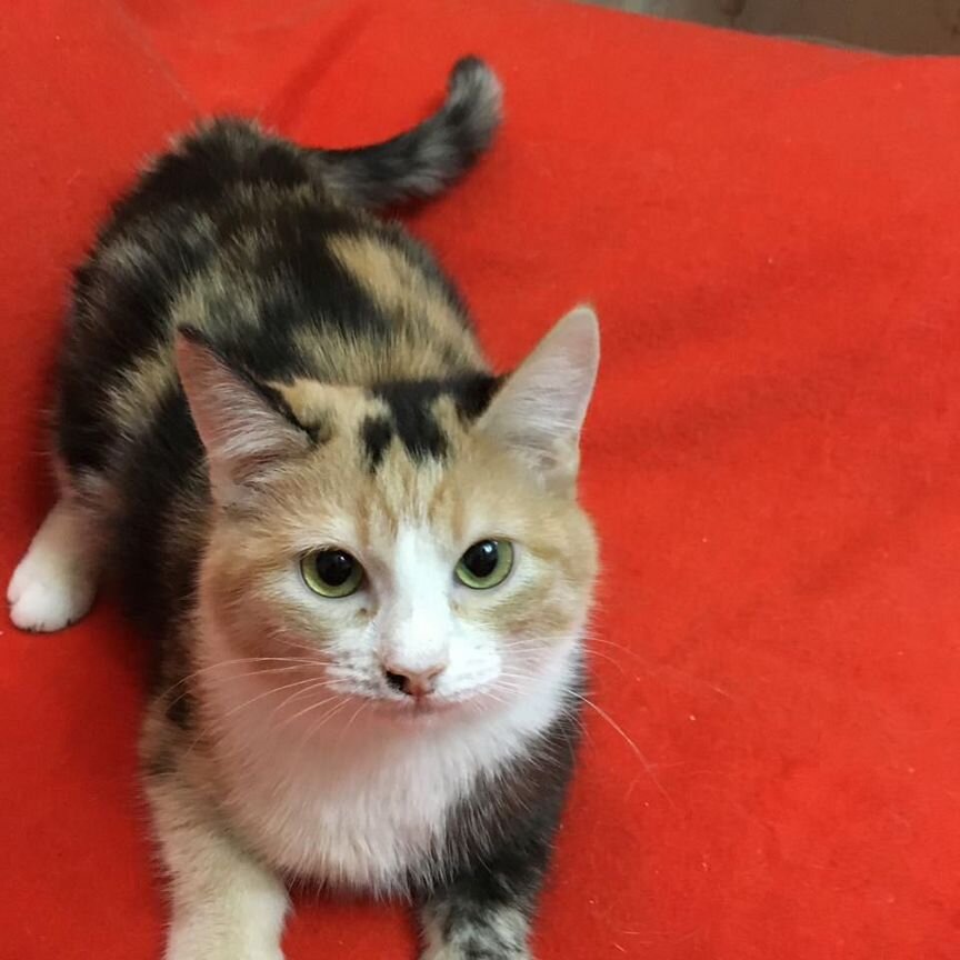 Дуся котенок