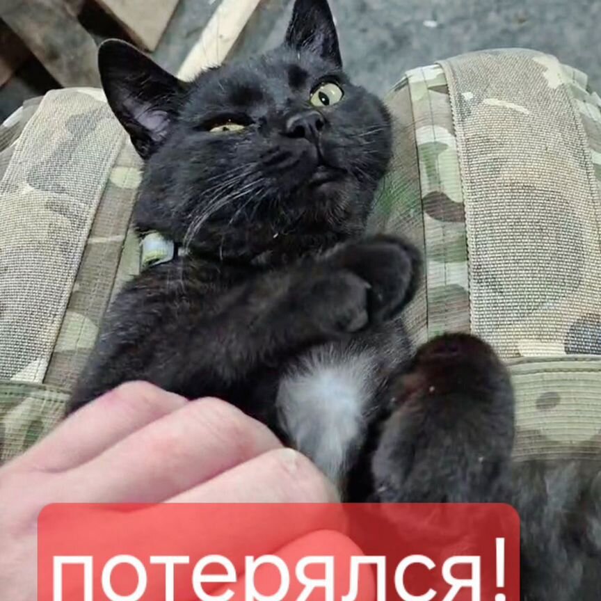 Потерялся котенок Уголь