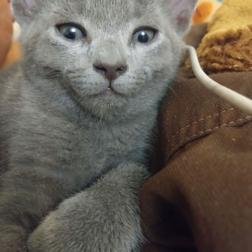 Котята русская голубая