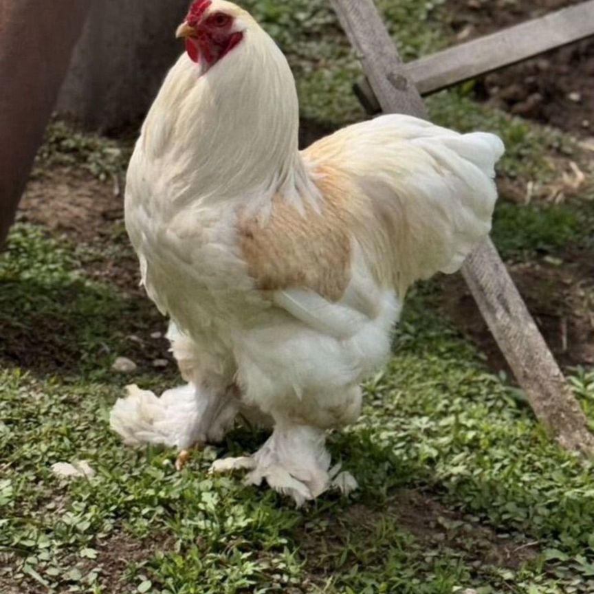 Молодые петухи брама белое золото