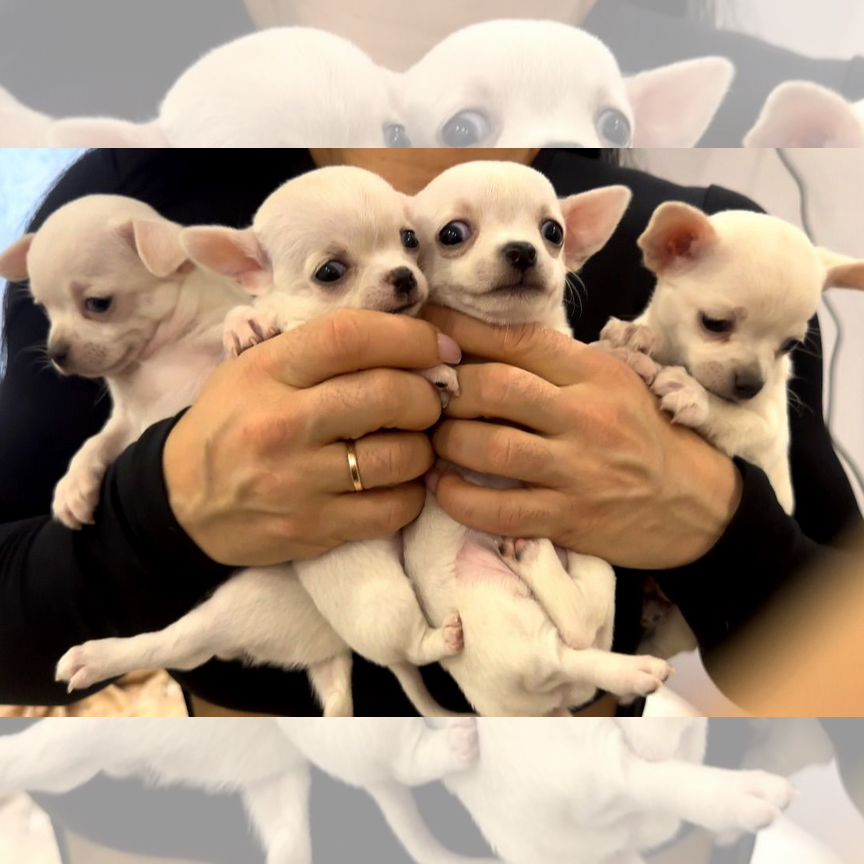 Чихуахуа, щенок