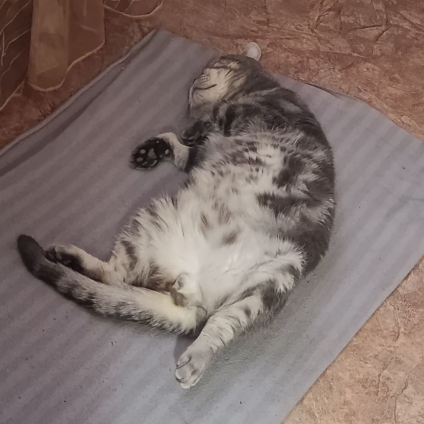 Взрослый кот в добрые руки