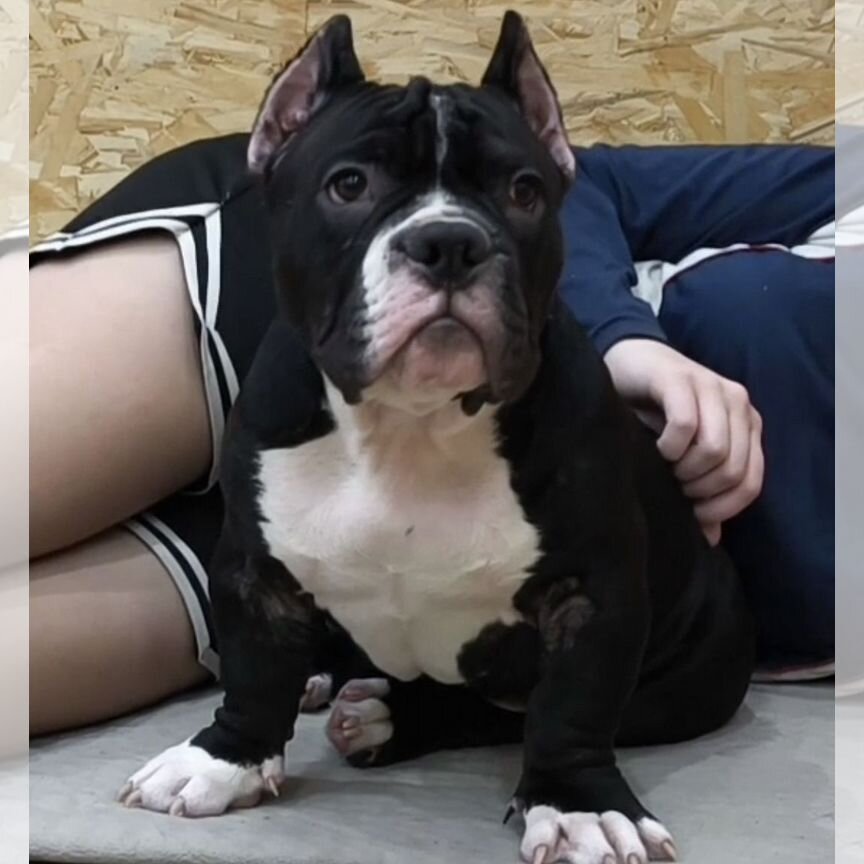 Американский булли, щенок