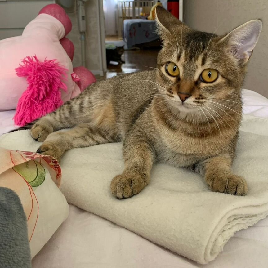 Кошки в добрые руки