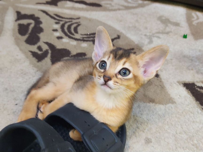 Абиссинские котята