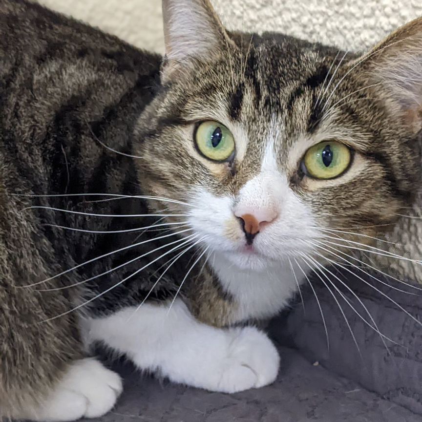 Тайра ищет семью