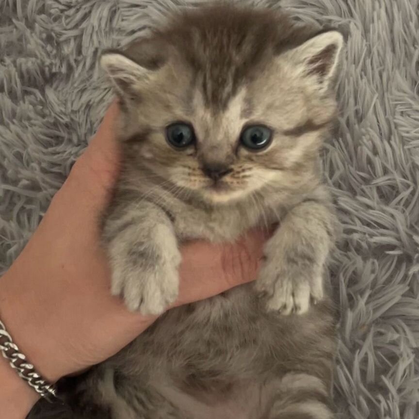 Шотландский прямоухий короткошёрстный котёнок