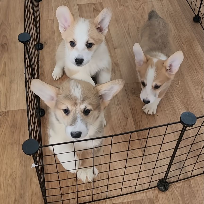 Вельш Корги Пемброк, щенок