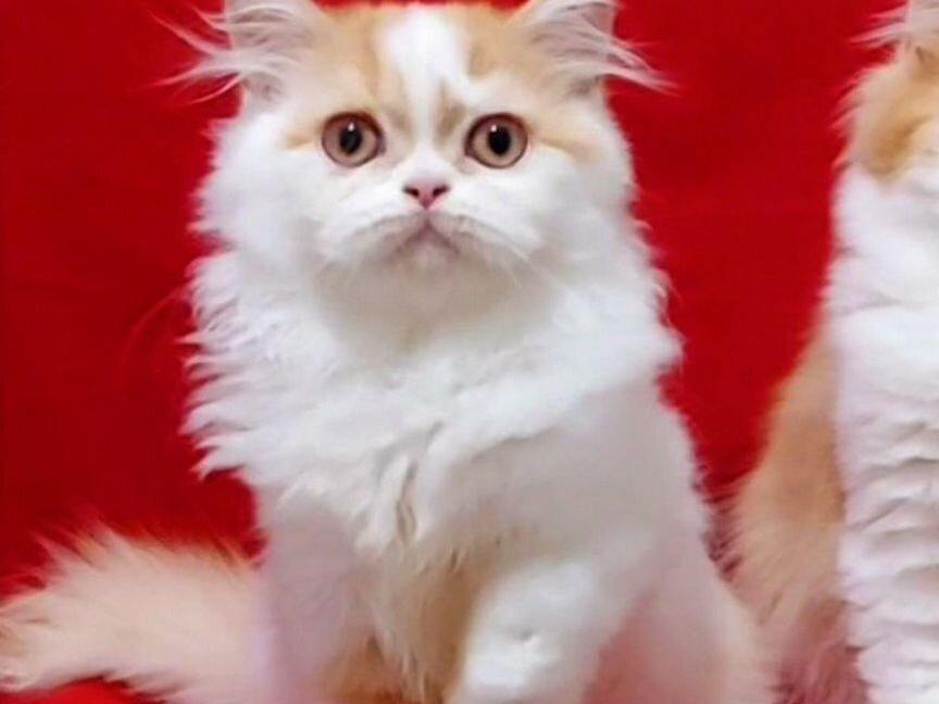 Котенок Маркиз