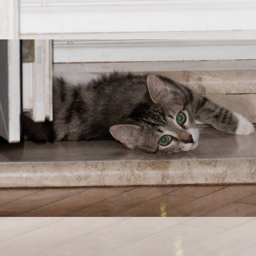 Котёнок в добрые руки