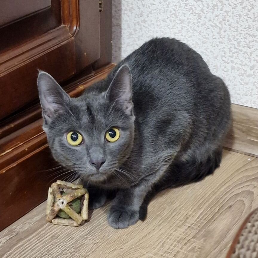 Котенок в добрые руки бесплатно